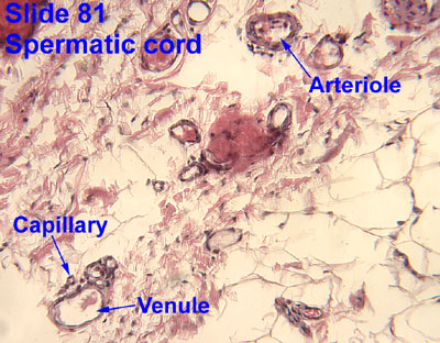 Capillary Histology